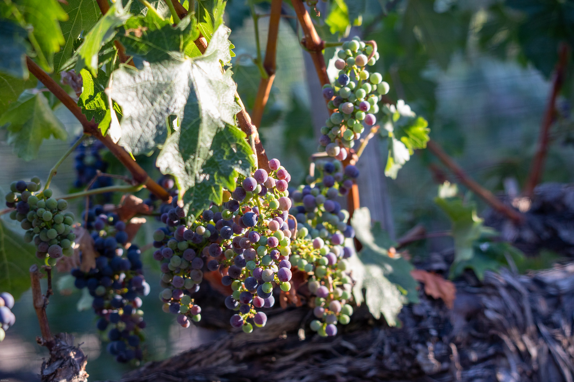 The Vineyard - Valencia Wineries
